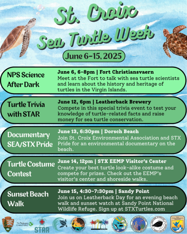 St Croix Sea Turtle Week | St Croix Calendar Weekly Events Music US Virgin Islands